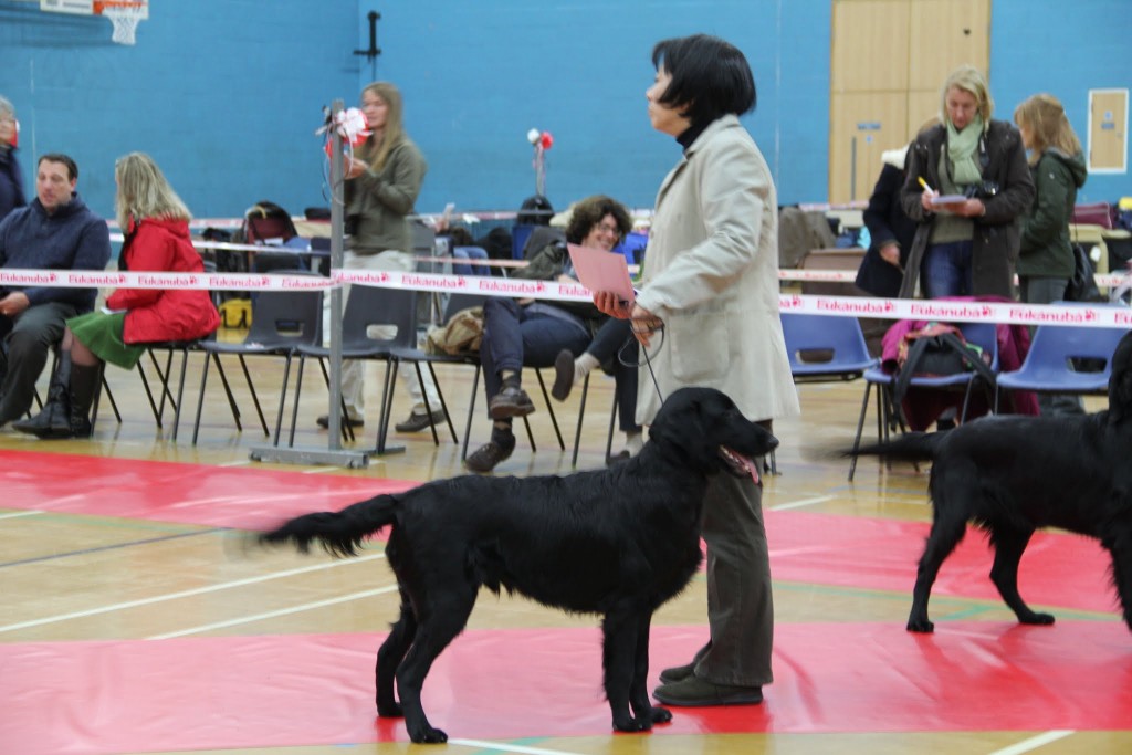 NEFRA’s 5th Championship Show 2012 – NEFRA