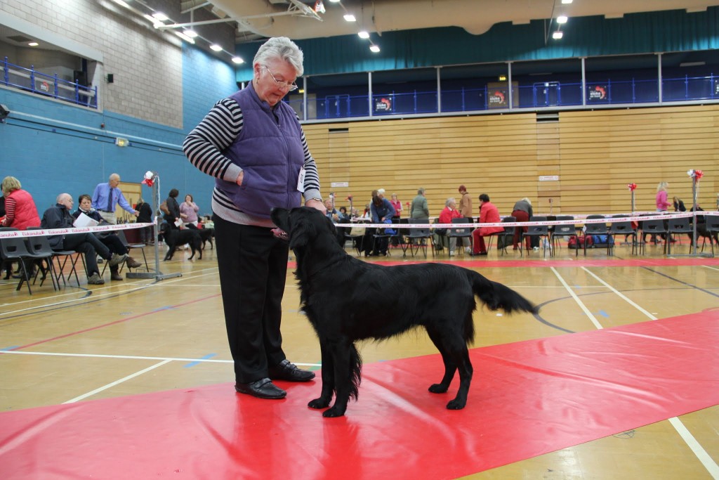 NEFRA’s 5th Championship Show 2012 – NEFRA