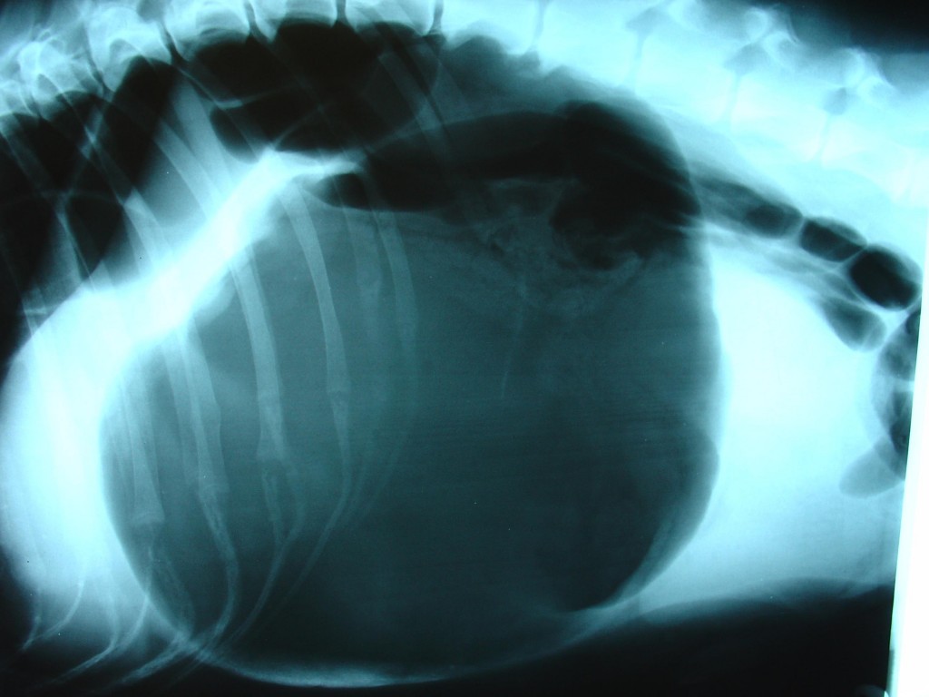 Gastric dilatation and volvulus – NEFRA