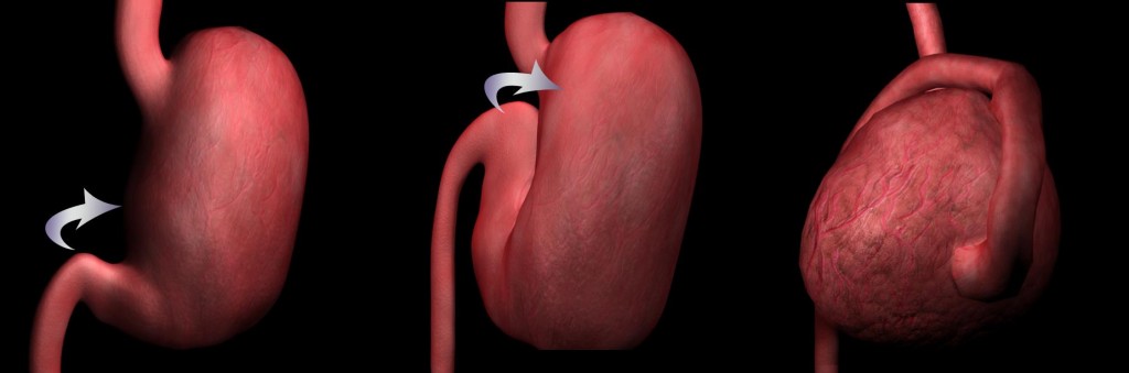 Gastric dilatation and volvulus – NEFRA