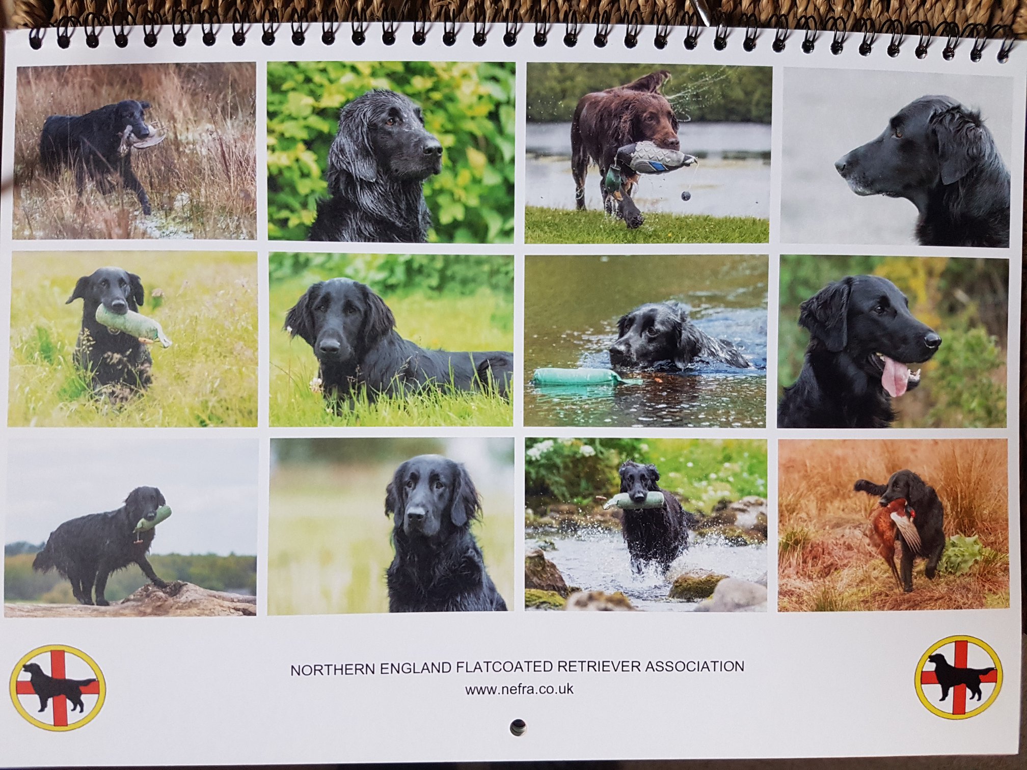 75521859_3078696655480875_7764171118675492864_o – NEFRA